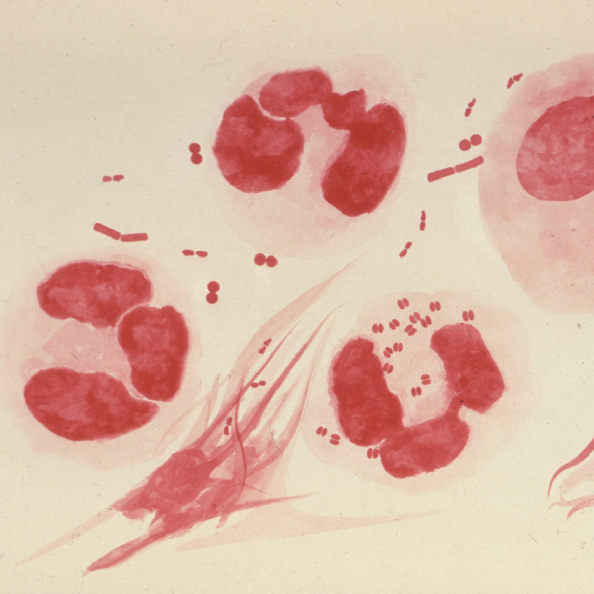 A new approach to kill superbugs | Department of Chemistry and Chemical ...